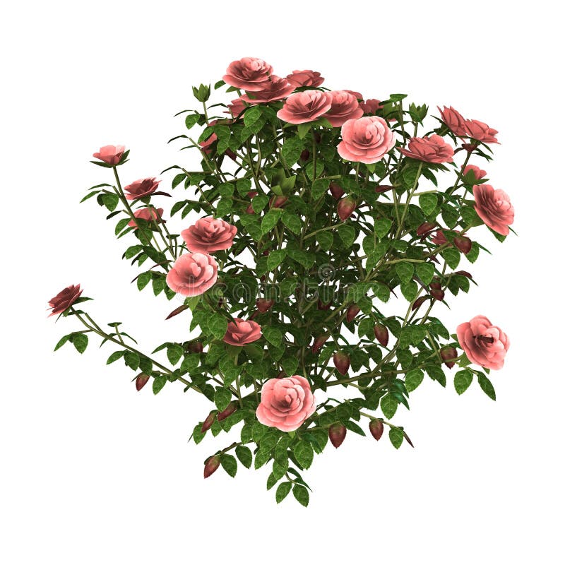 Rosier rose illustration stock. Illustration du buisson - 68209202