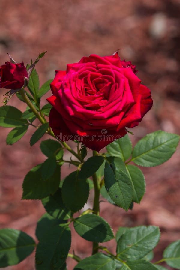 Rosier rouge photo stock. Image du vert, botanique, couleur - 42171632