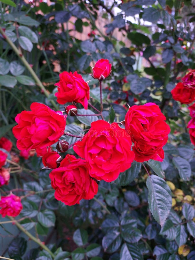 Rosier rouge plante stock photo. Image of rosier, nature - 236782752