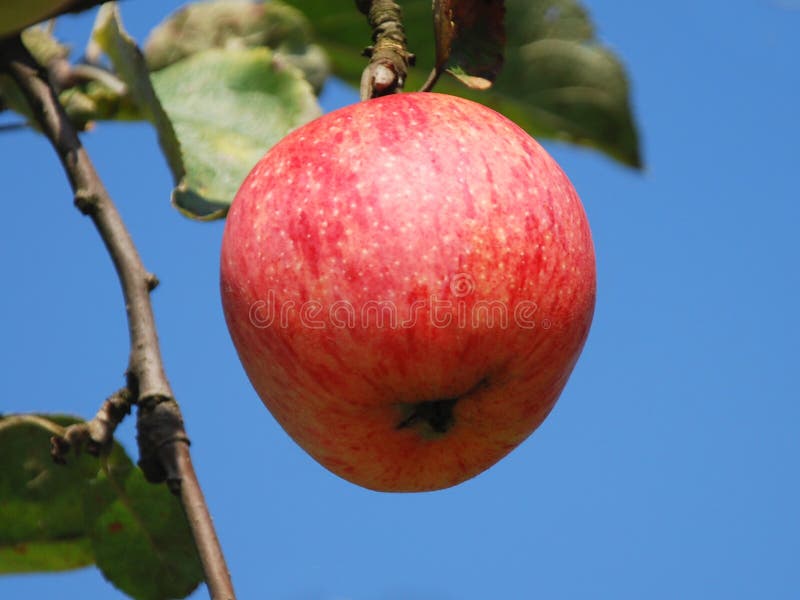 Rosiger Roter Apfel Auf Einem Baum Stockbild - Bild von blau ...