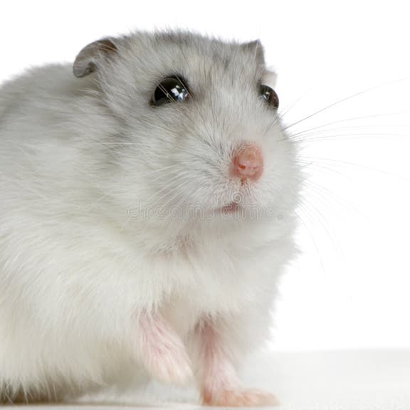 Rosjanin chomikowy zdjęcie stock. Obraz złożonej z chomik - 2279356