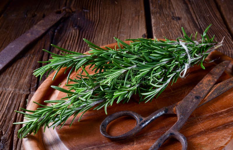 Rosmarin Rosmarinus Officinalis Stock Photo - Image of kitchen, german ...