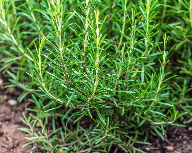 Rosmarini nel giardino immagine stock. Immagine di rosmarino - 53881869