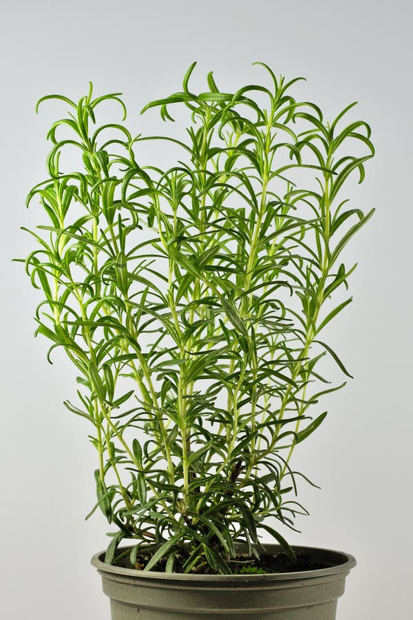 Rosmary stock photo. Image of flavoring, aromatic, rosmarinus - 68191372