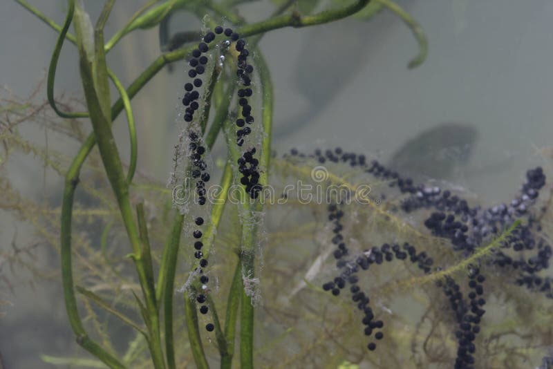 Uova del rospo fotografia stock. Immagine di animale - 31858568