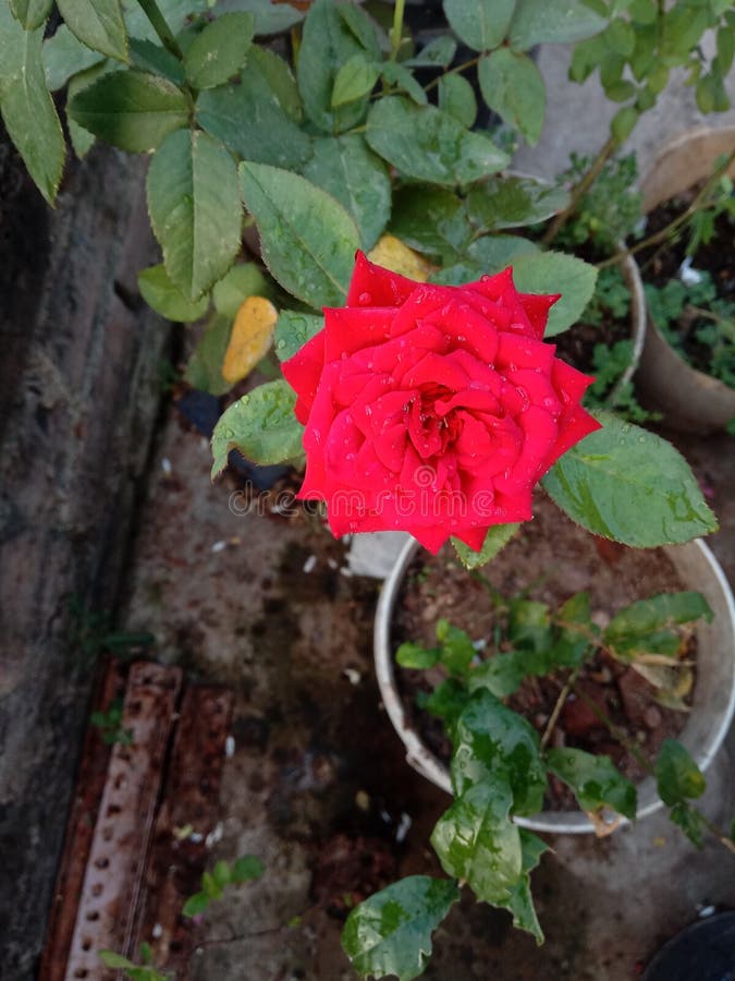 Ross flowers in kerala stock photo. Image of peony, purple - 178885738