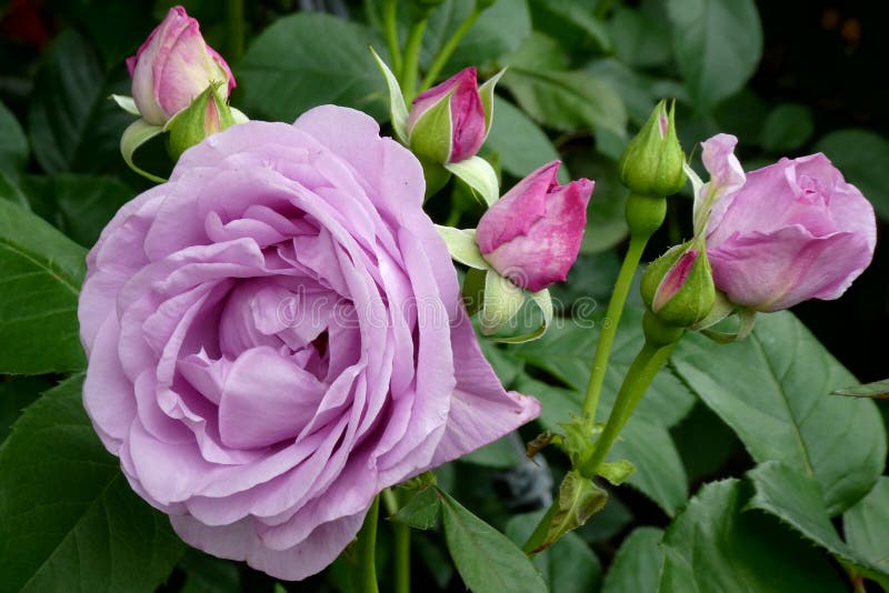 Ross for Love stock photo. Image of ross, beautiful, flora - 94300974