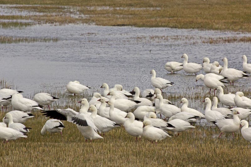 Ross s Geese Showing Off stock image. Image of daylight - 30328629
