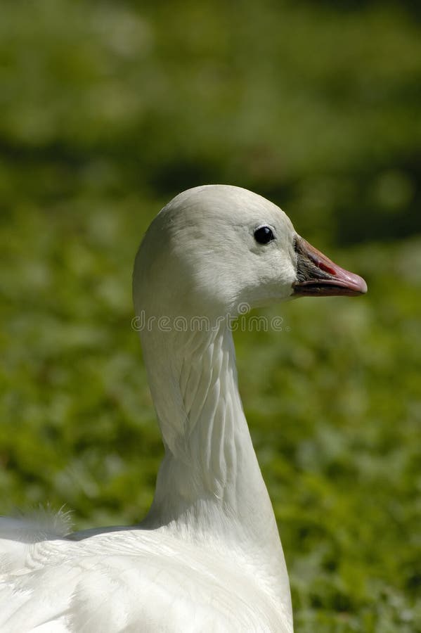 Ross`s Snow Goose stock image. Image of waterfowl, white - 113763037