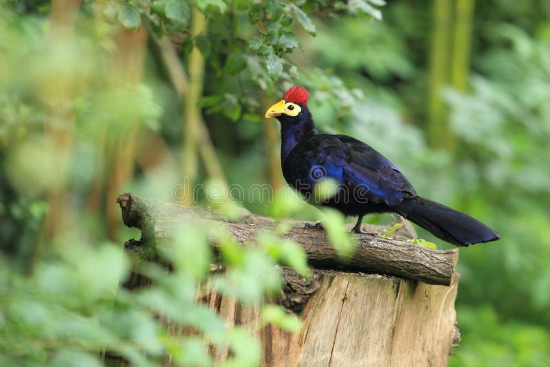 Ross turaco stock image. Image of ross, african, wood - 44002755