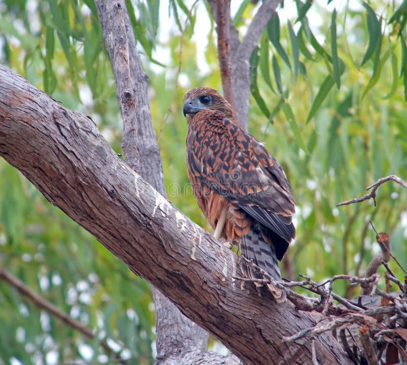 Rosse Havik, Red Goshawk, Erythrotriorchis Radiatus Stock Photo - Image ...