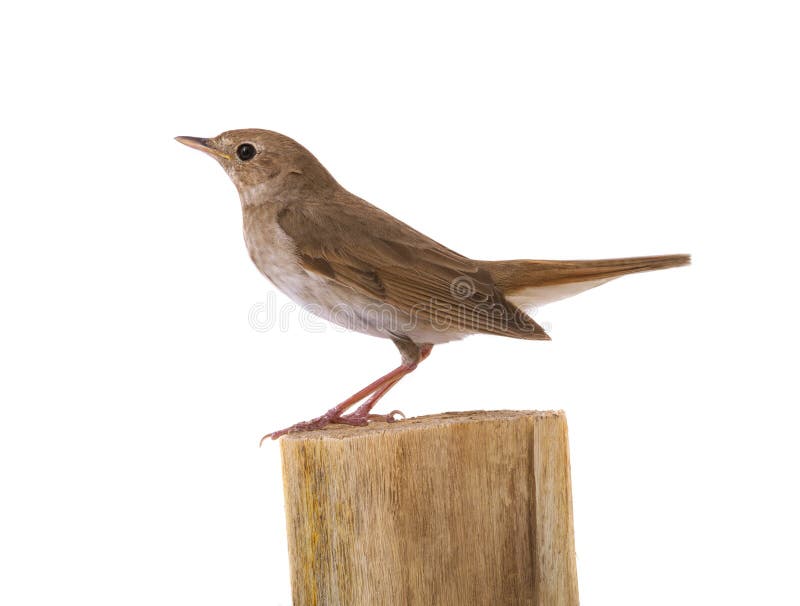 3,259 Photos de Rossignol - Photos de stock gratuites et libres de ...