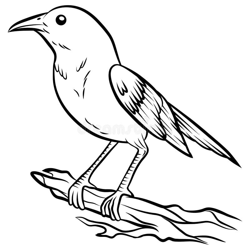 Rossignol Cours de dessin illustration de vecteur. Illustration du ...