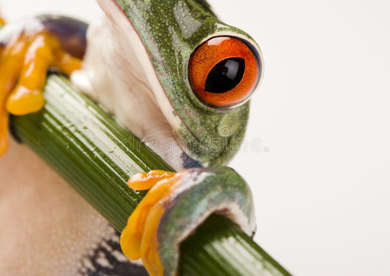 Rosso immagine stock. Immagine di sfondo, rane, scontro - 1940625