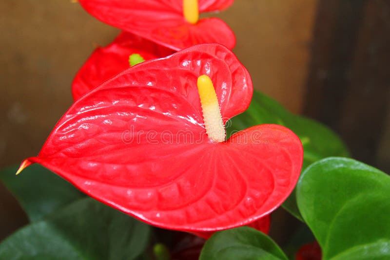 Calla rosso del fiore fotografia stock. Immagine di amore - 22200088