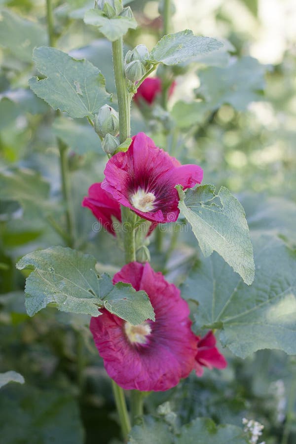 Fiore Di Una Malvarosa O Di Una Malva Rossa. Fotografia Stock ...