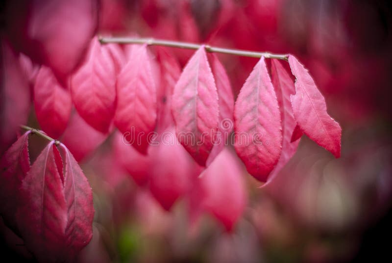 Rosso, Rosa, Fiore, Foglia immagine stock. Immagine di pianta - 136625039