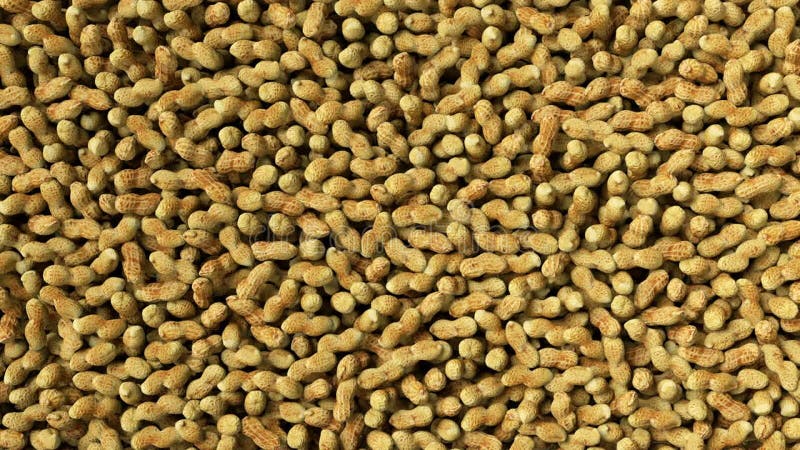 Rosted Peanuts Falling Down. Dried Peanuts Drooping and Stacking. Stock ...