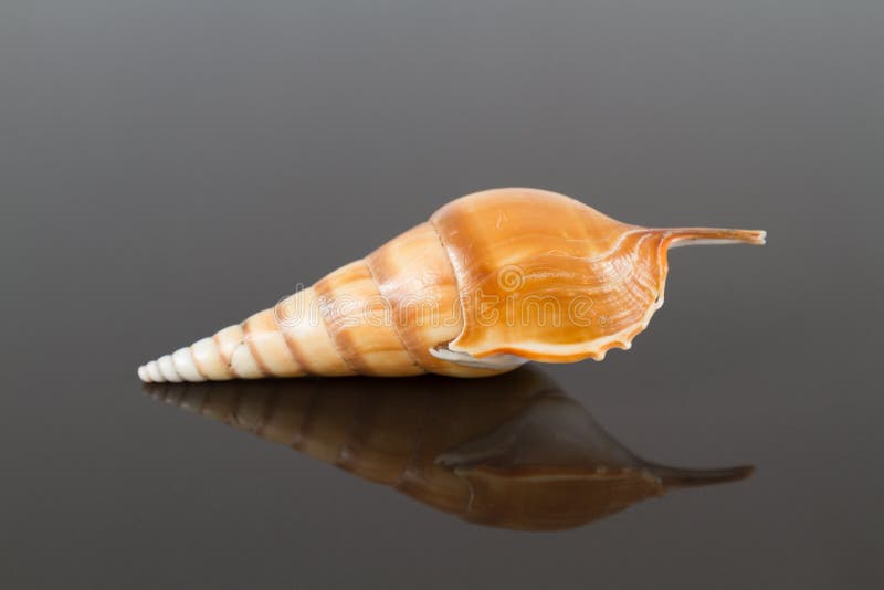 Rostellariidae Seashell (Tibia Insulaechorab) with Reflection Stock ...
