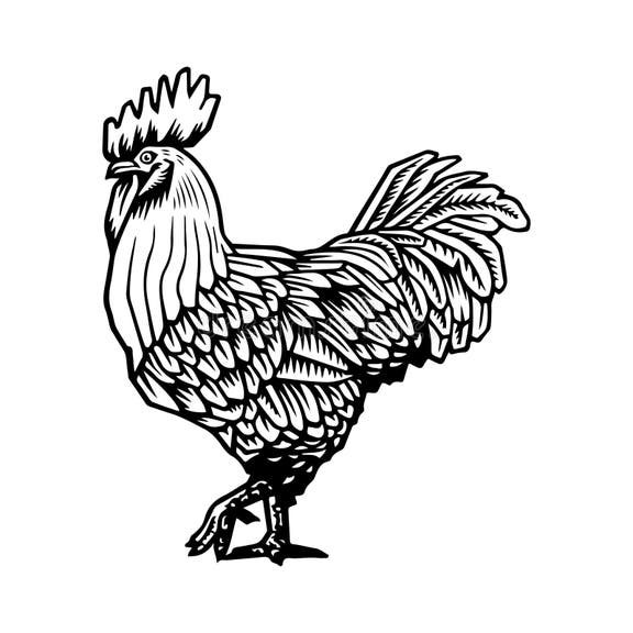 Roster Farm Illustration Design Vector Templates Stock Vector ...