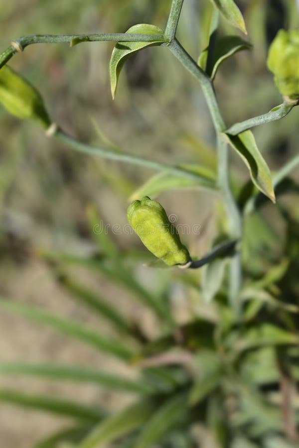 Rosthorns lily stock photo. Image of lily, green, trumpet - 344194206
