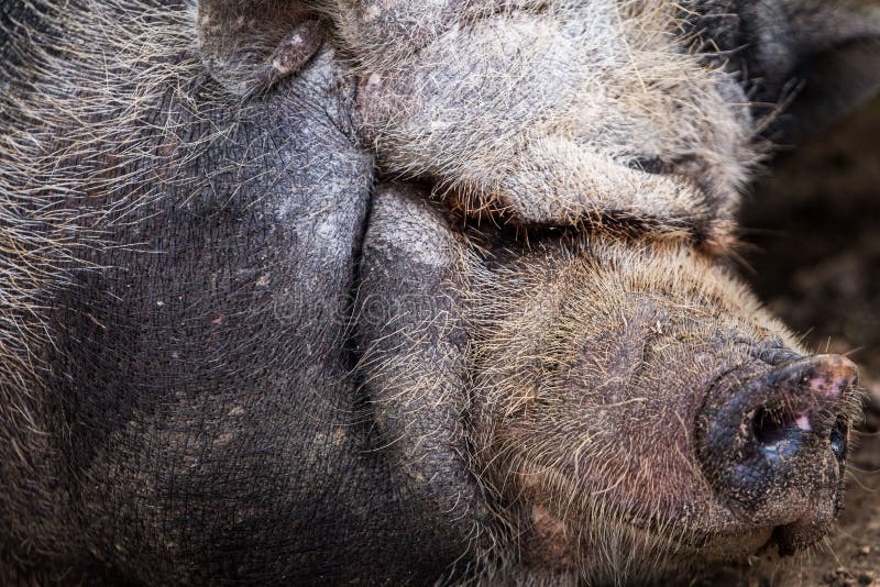 Rosto de porco lamacento foto de stock. Imagem de barriga - 260254106