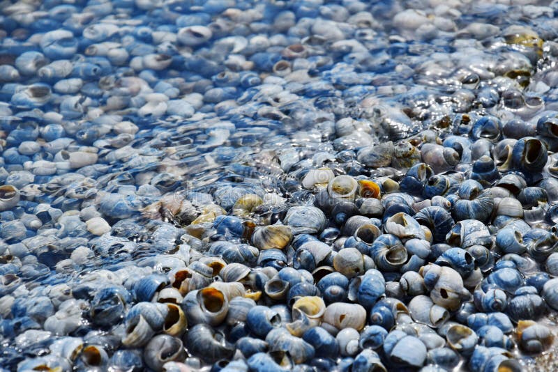 River Shells on the Don River Shore Stock Photo - Image of splash ...