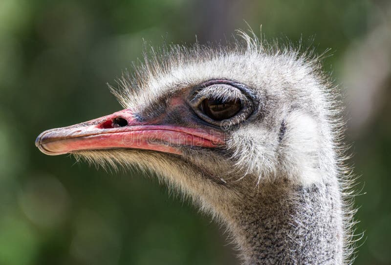 Rostrich Struthio camelus stock foto. Image of vliegtuigpiloot - 158759752