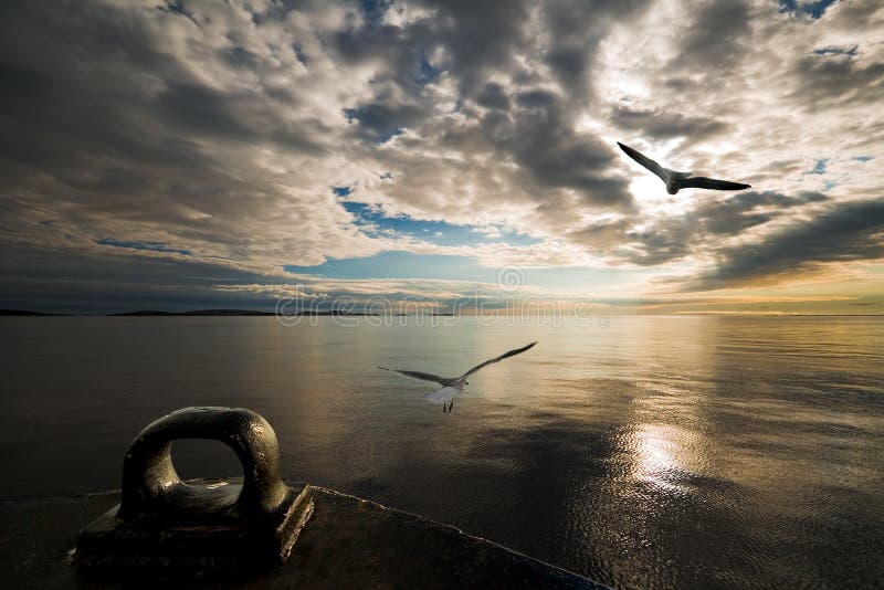 On the Rostrum stock photo. Image of light, rostrum, gull - 6461956