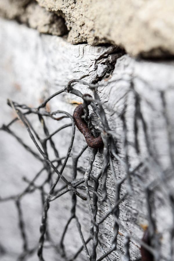 Rosty Wire Nailed To the Bark Stock Photo - Image of change, iron ...