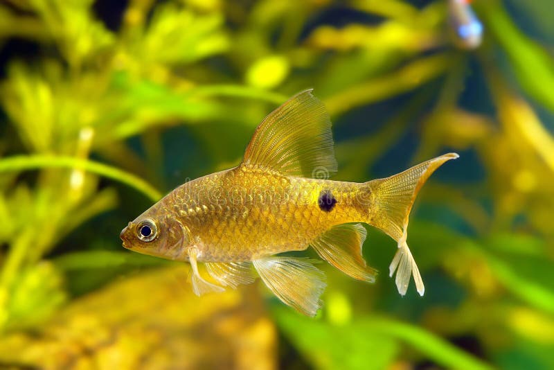 Rosy Barb Female Pethia Conchonius Freshwater Tropical Aquarium Fish ...