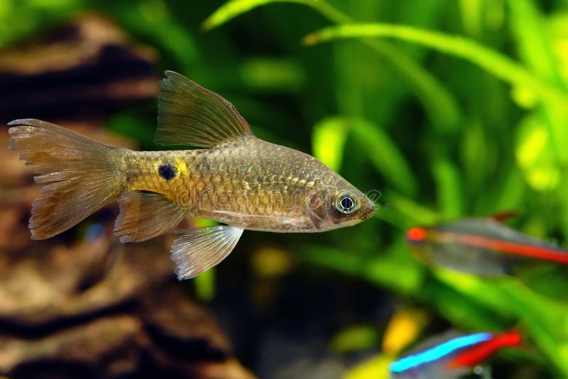 Stone sucker fish stock image. Image of icon, fauna, exotic - 6887295