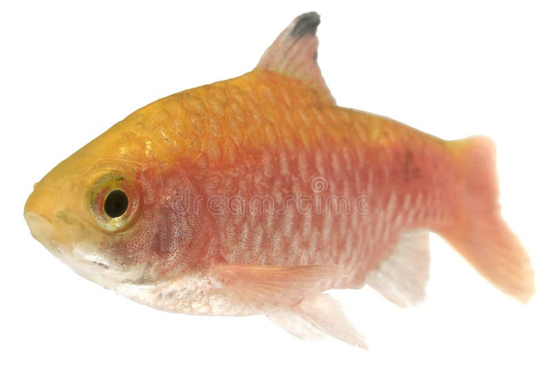 Sea shell stock photo. Image of color, mussel, closeup - 15841138