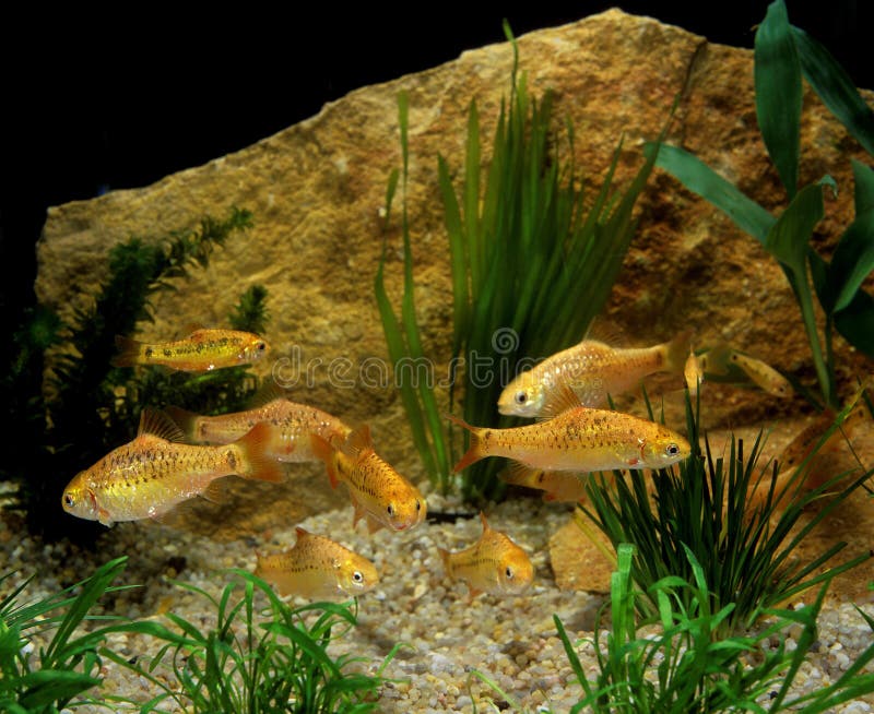 Rosy Barb Pethia Conchonius Freshwater Tropical Aquarium Fish Stock ...