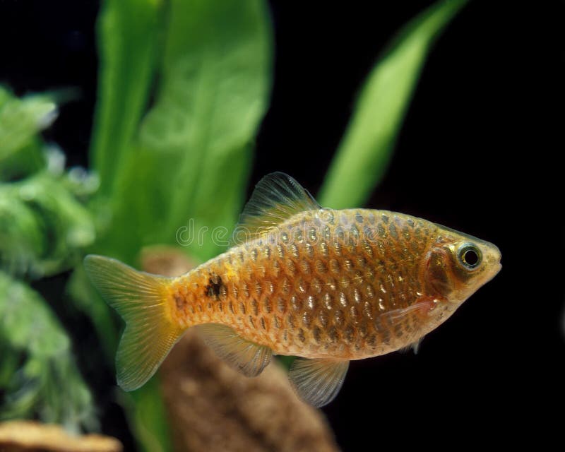 Rosy Barb Pethia Conchonius Freshwater Tropical Aquarium Fish Stock ...