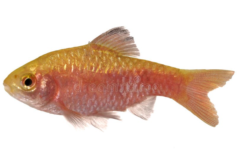 Spanner barb fish stock photo. Image of fish, puntius - 3988572