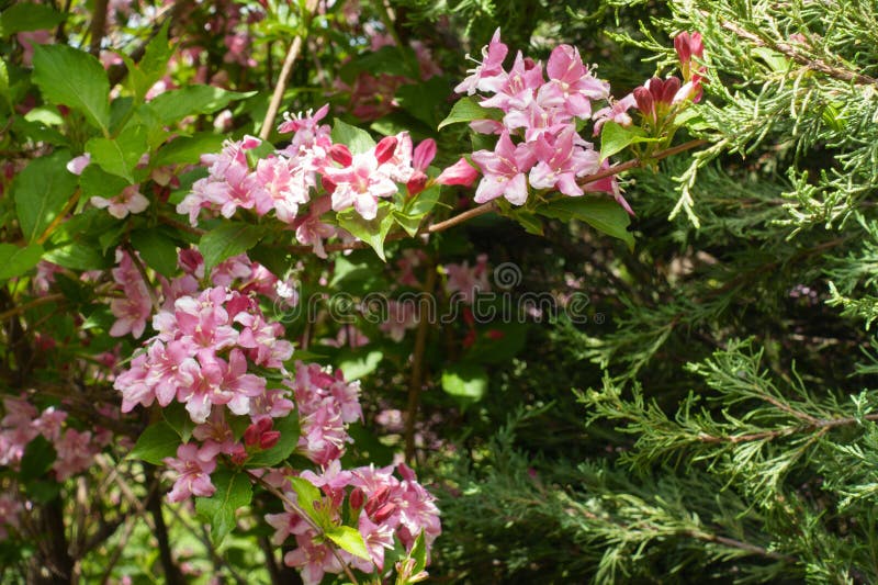 Rosy-colored Flowers of Weigela Florida in Mid May Stock Image - Image ...