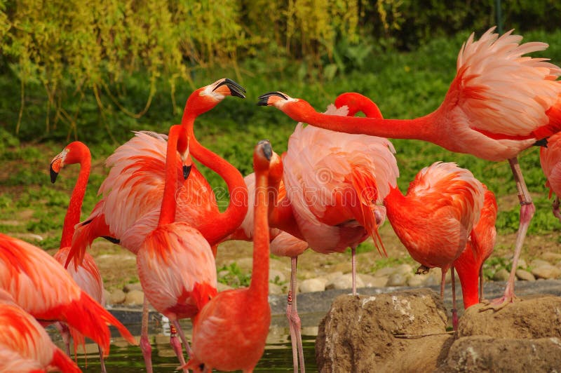 Rosy Flamingo at the Spring Lake Stock Photo - Image of caribbean ...
