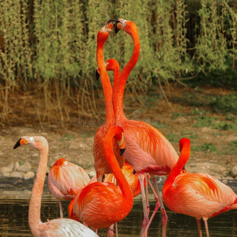 Rosy Flamingo at the Spring Lake Stock Photo - Image of plumage, lake ...