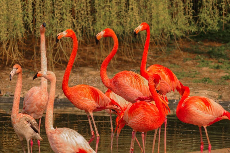Rosy Flamingo at the Spring Lake Stock Image - Image of ...