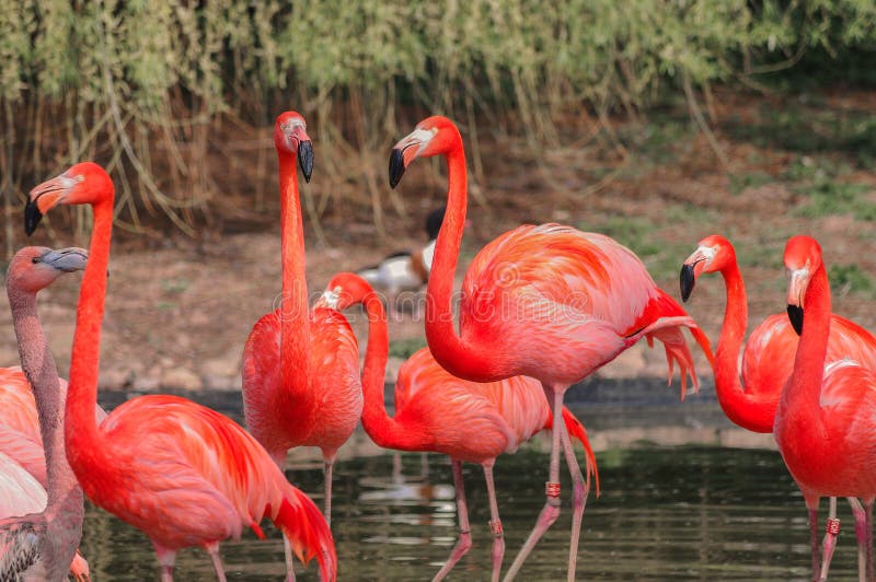 Rosy Flamingo at the Spring Lake Stock Image - Image of feather, cervix ...