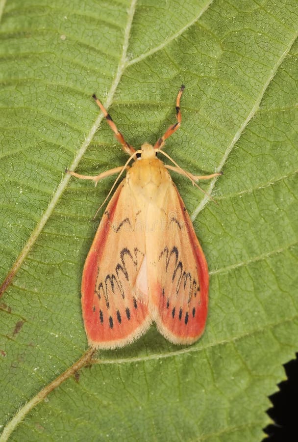 Rosy Footman (Miltochrista Miniata) Sitting on Leaf Stock Image - Image ...