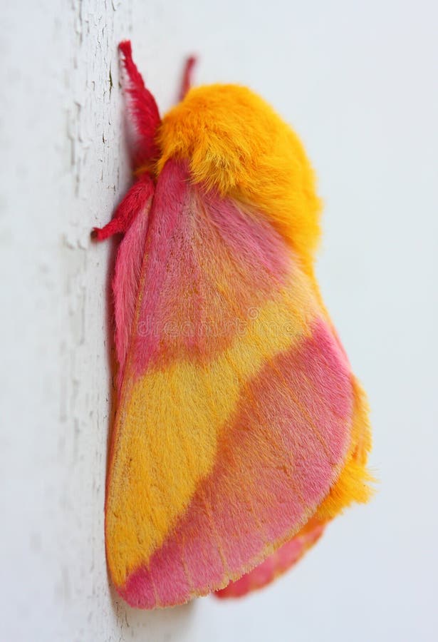 Rosy Maple Moth stock image. Image of insect, yellow - 18783337