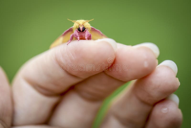 A Rosy Maple Moth on Fingers Stock Photo - Image of yellow, insect ...