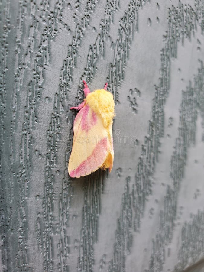 Rosy Maple Moth Drawing Stock Photos - Free & Royalty-Free Stock Photos ...