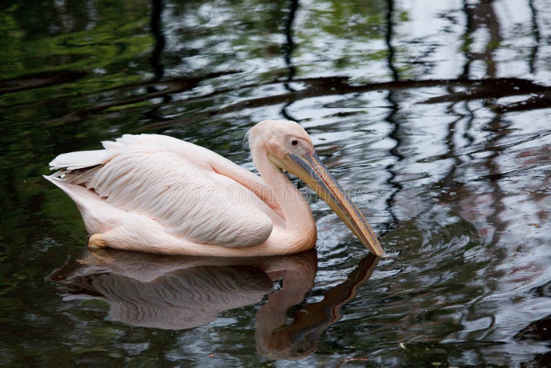 Rosy pelican stock image. Image of pelican, lake, bird - 12979051