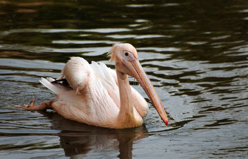 Rosy Pelican stock photo. Image of beak, neck, portrait - 17812008