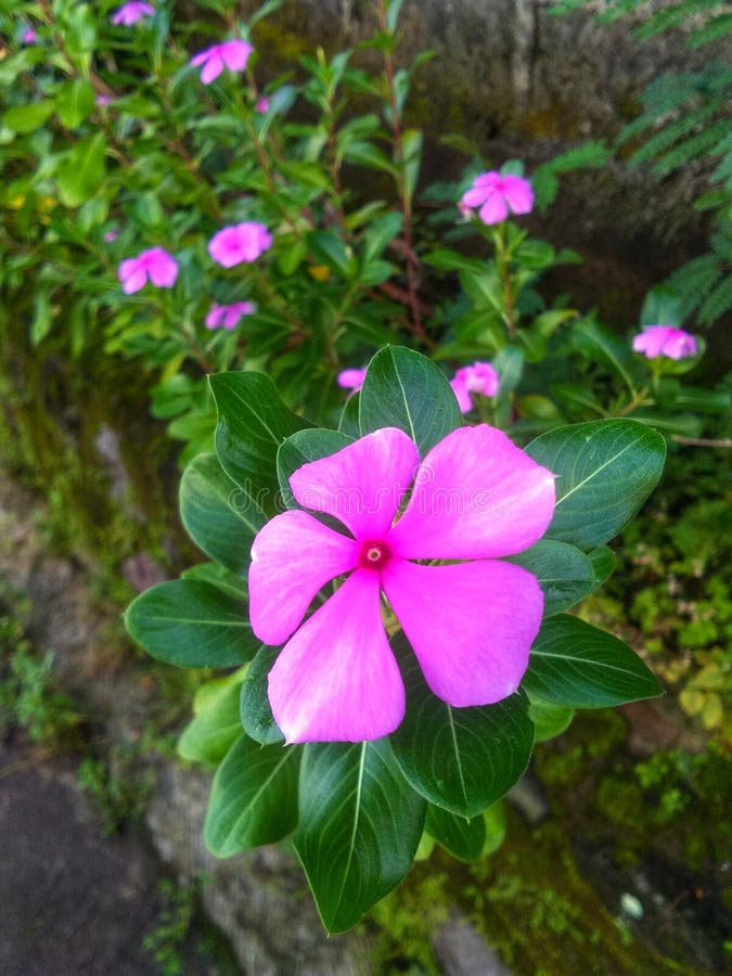 Rosy Periwinkle Flowers Bloom Together Stock Image - Image of flower ...