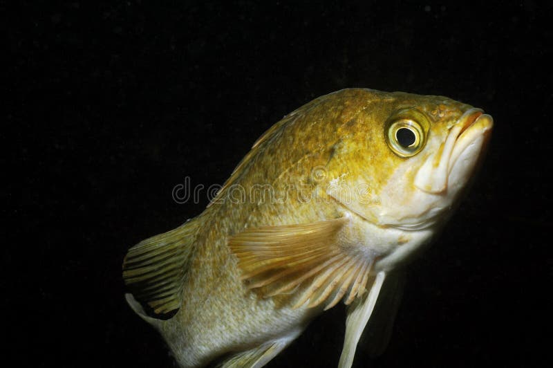 Tiger Rock Fish stock image. Image of underwater, ocean - 9145003
