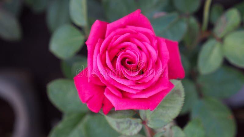 Rosy Rose Flower Blooming stock image. Image of flora - 78452491